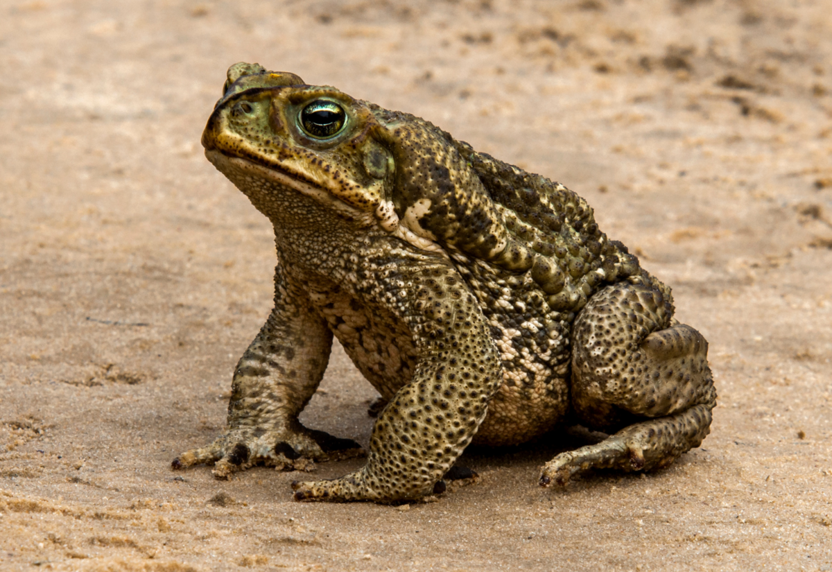 Toad busters help control more than 200,000 cane toads